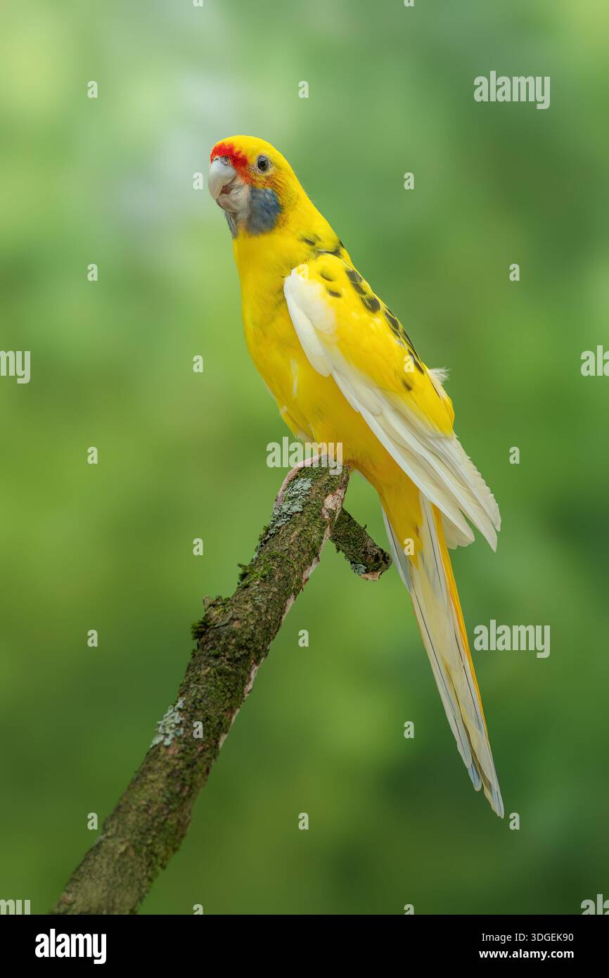 Perico de tasmania hi-res stock photography and images - Alamy