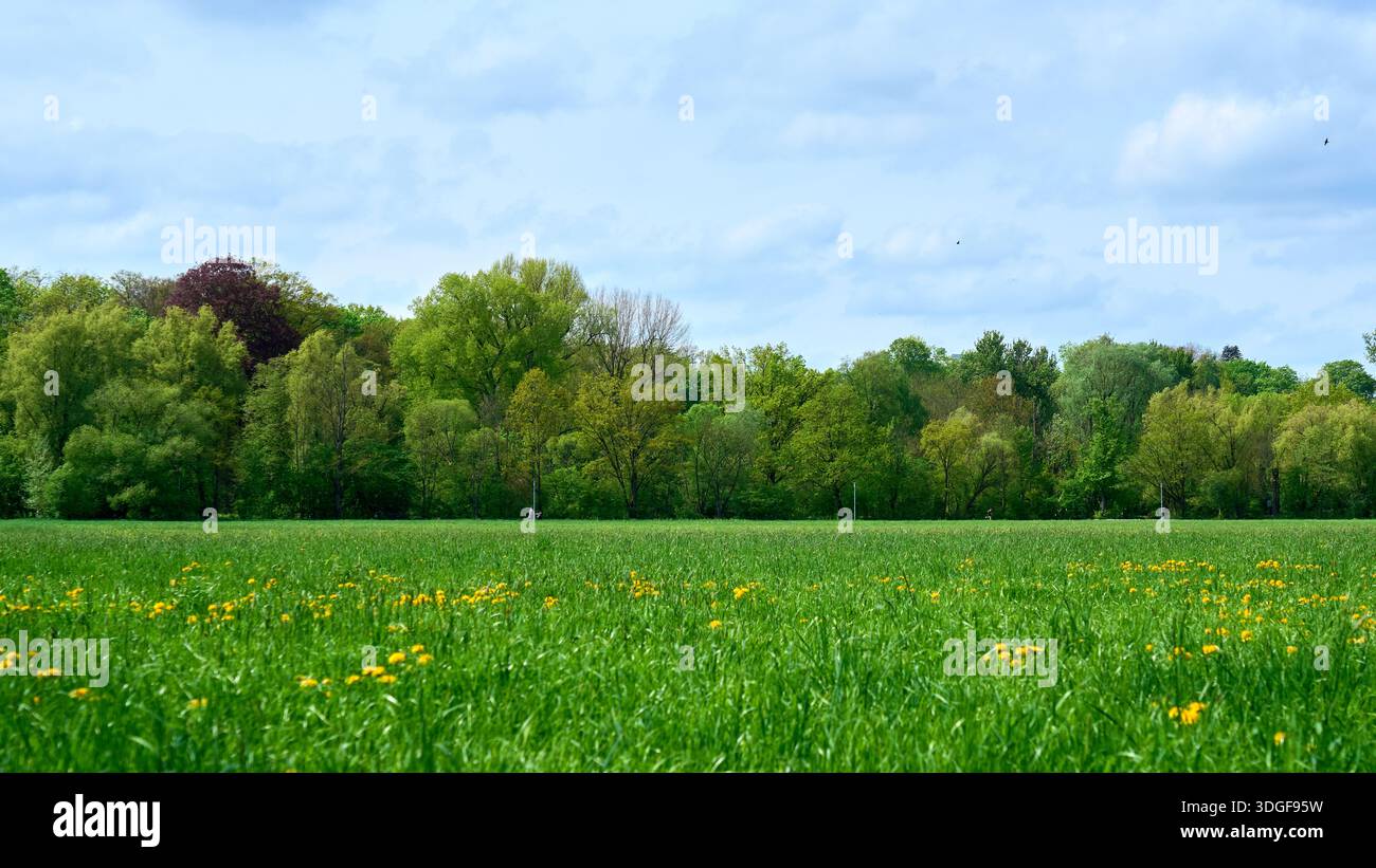 Wide green meadow scattered yellow hi-res stock photography and images ...