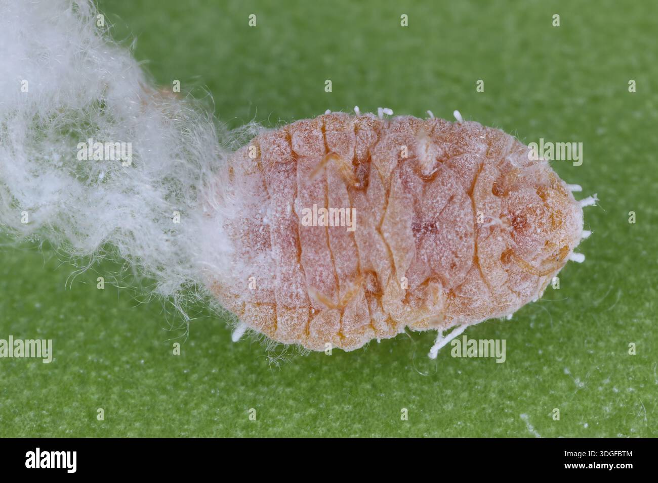 Mealybug ventral view hi-res stock photography and images - Alamy