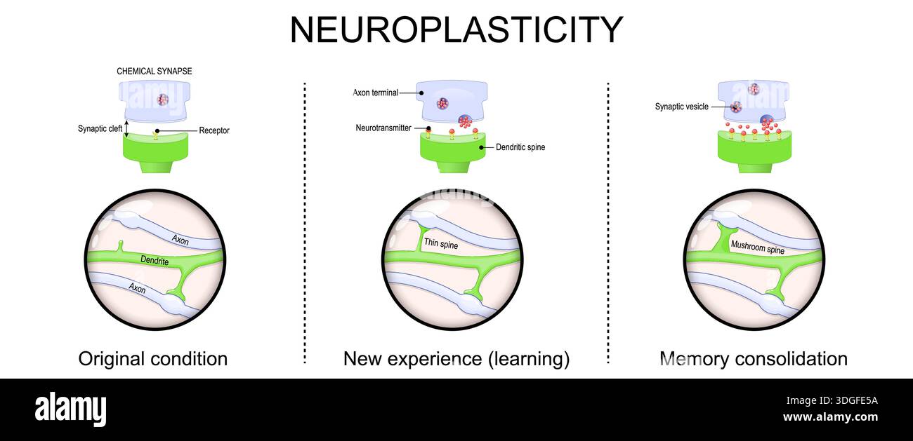 Neuroplasticity. Stages of neural development from Initial experience ...