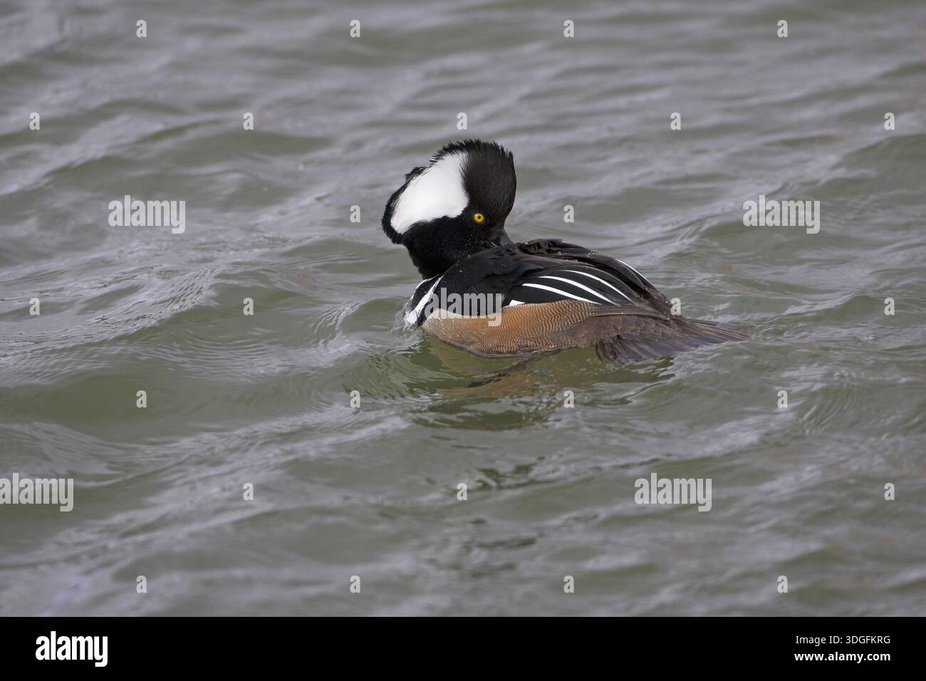 Hooded merganser Lophodytes cucullatus male Radipole Lake RSPB nature ...