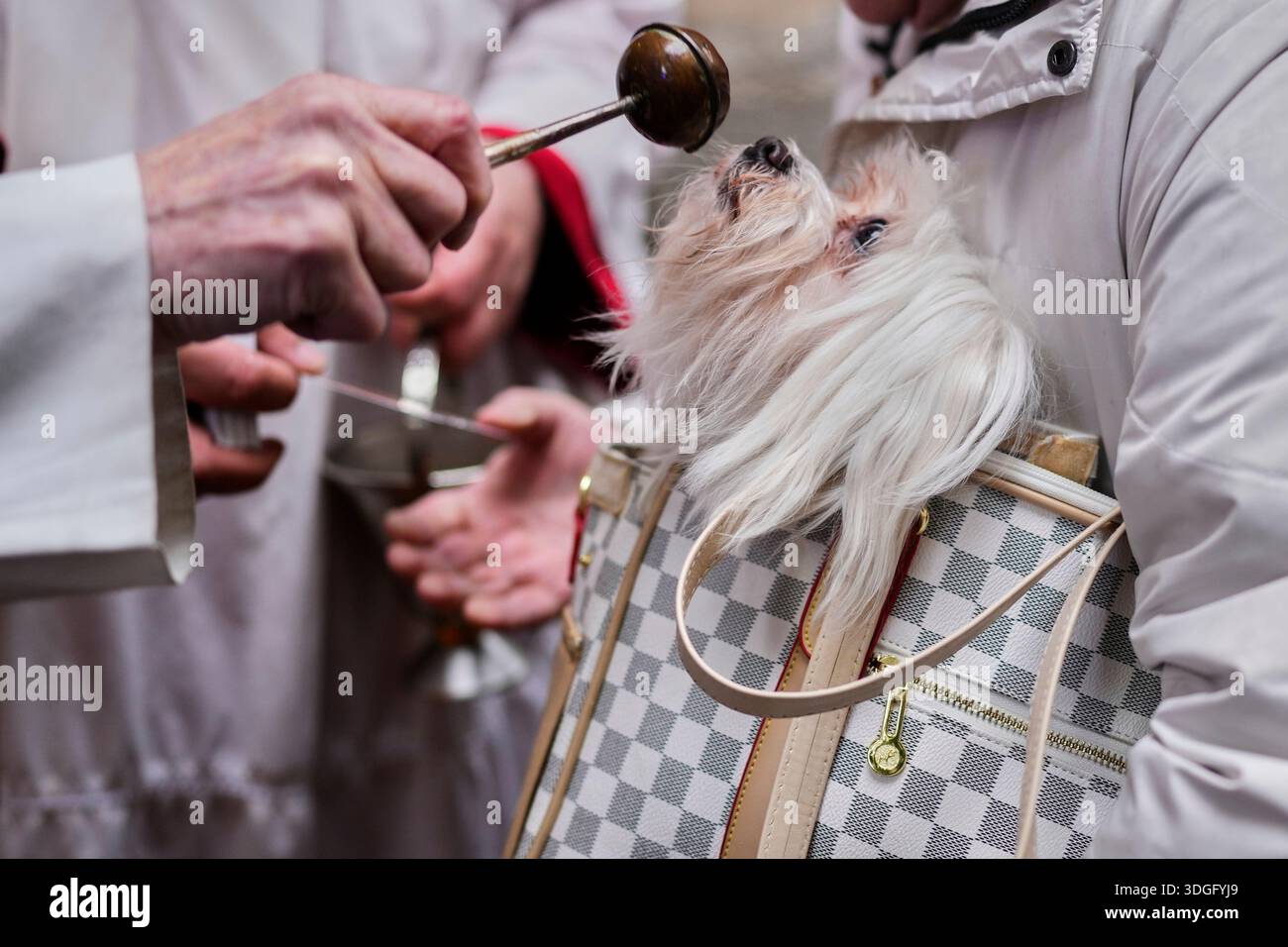 A priest anoints a dog at the San Anton church during the feast of ...