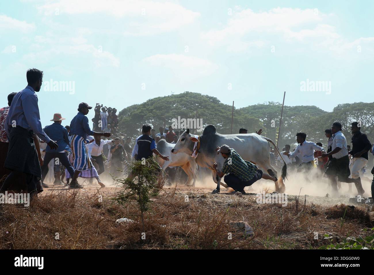 Yangon, Myanmar. 17th Jan, 2026. People try to control bulls during a ...