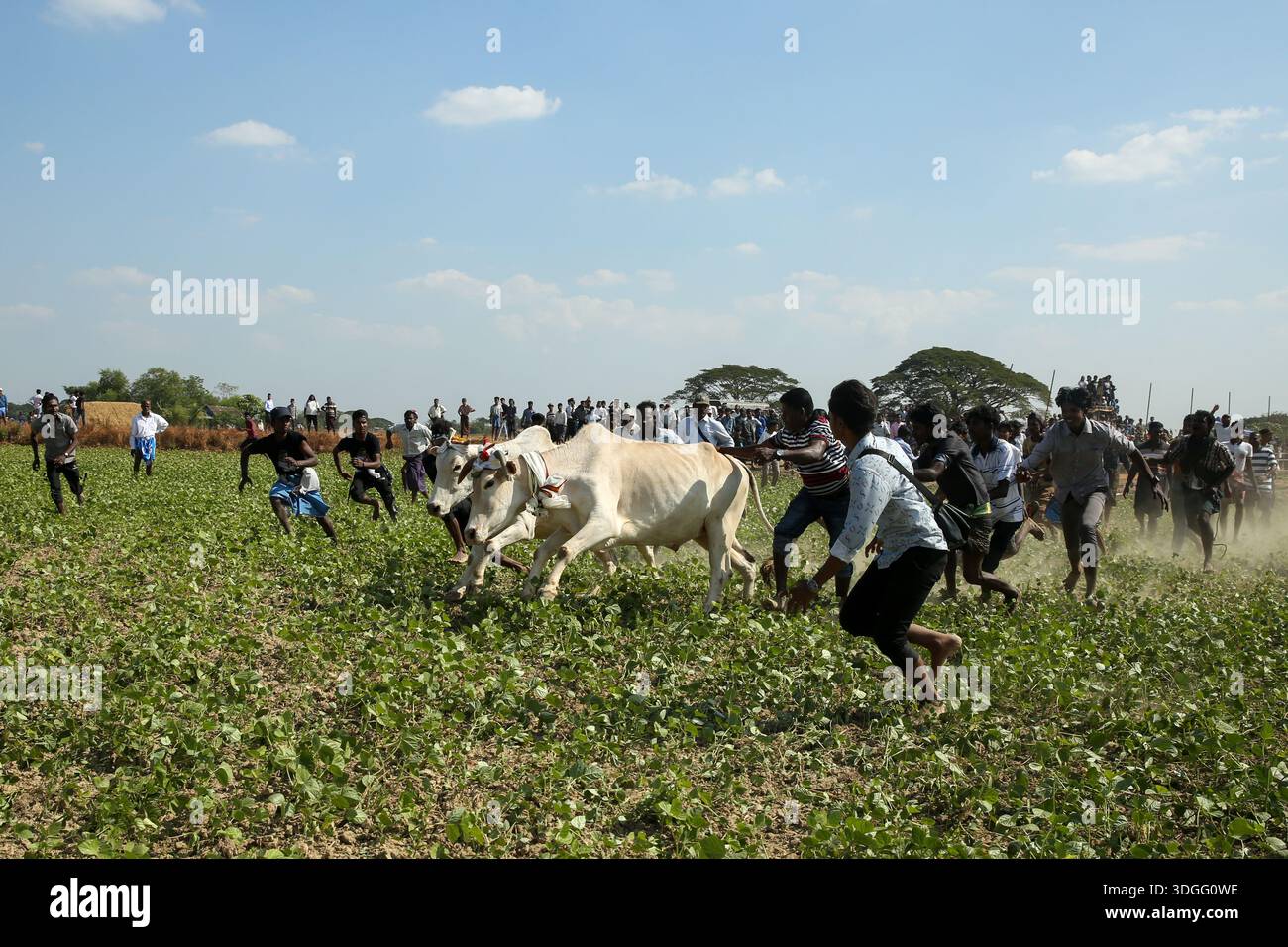 Yangon, Myanmar. 17th Jan, 2026. People try to control bulls during a ...