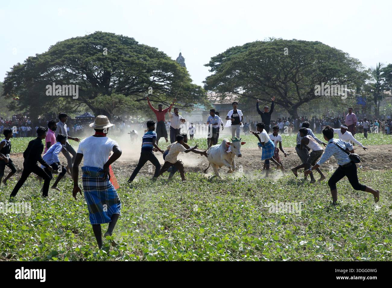 Yangon, Myanmar. 17th Jan, 2026. People try to control a bull during a ...
