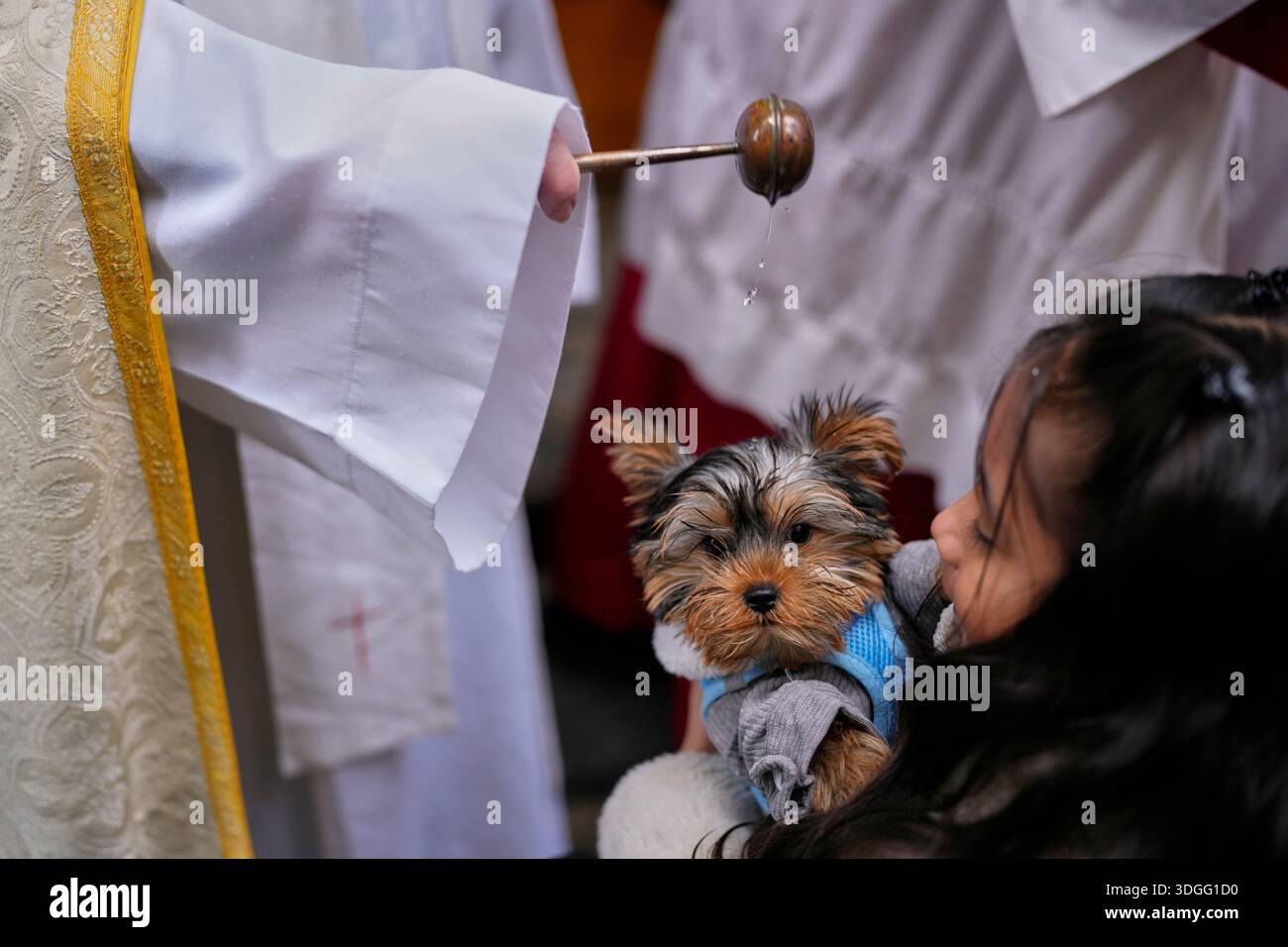 A priest anoints a dog at the San Anton church during the feast of ...