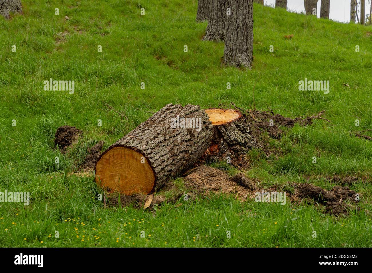 Chopped tree trunk cut hi-res stock photography and images - Alamy