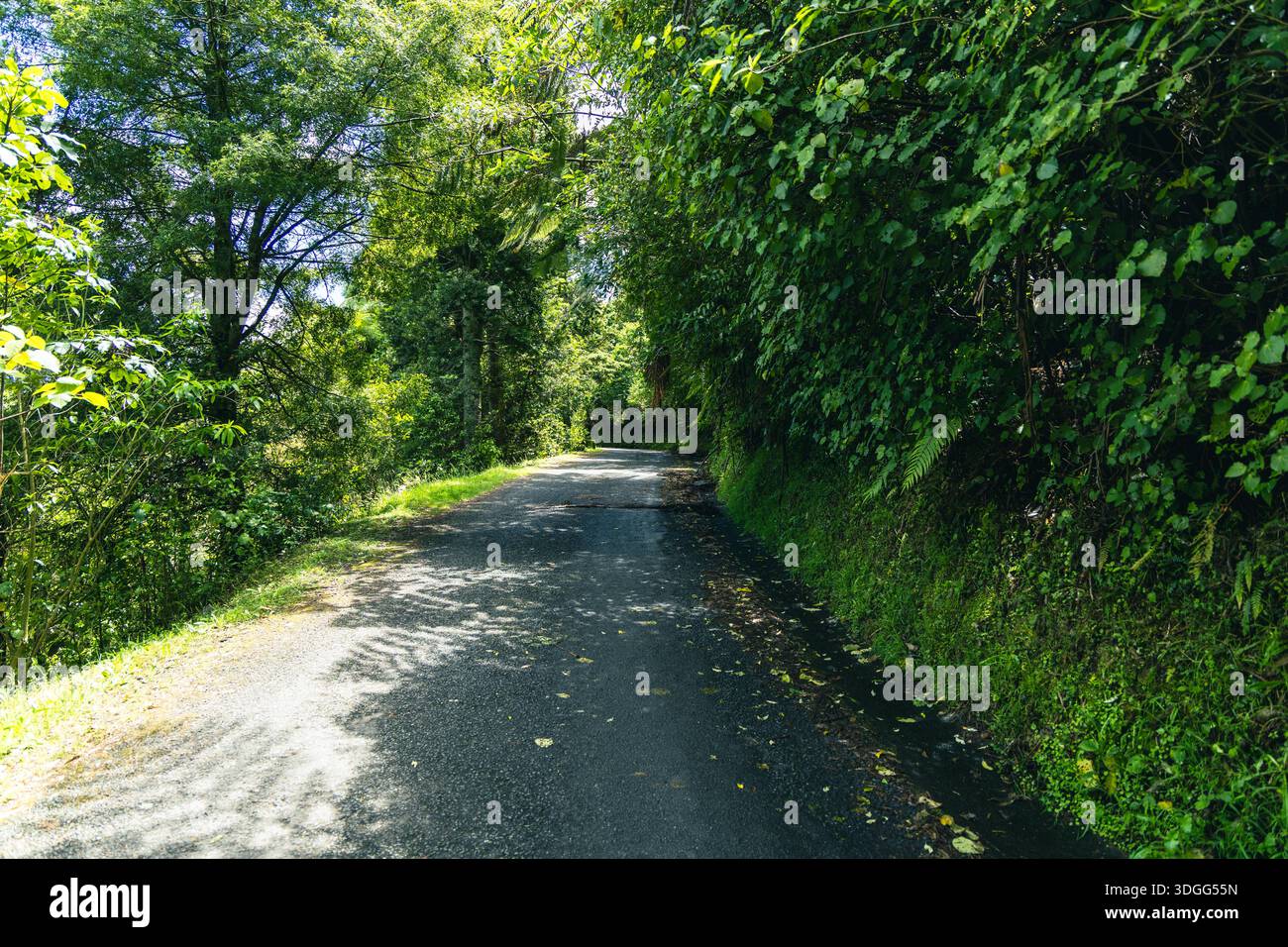 Shaded forest road hi-res stock photography and images - Alamy