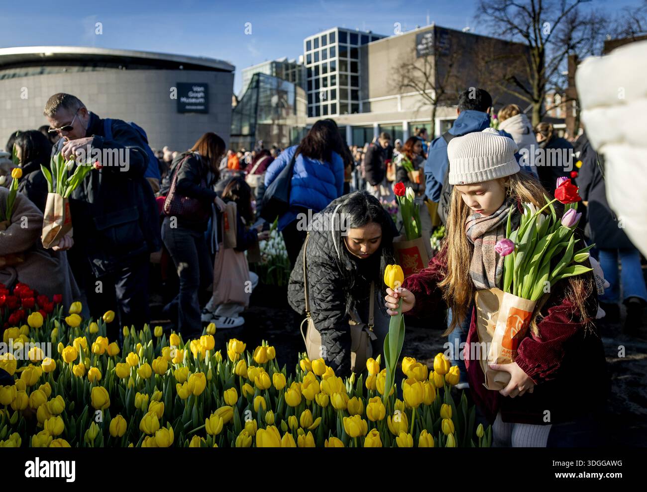AMSTERDAM - Visitors can pick tulips for free at a picking garden on ...