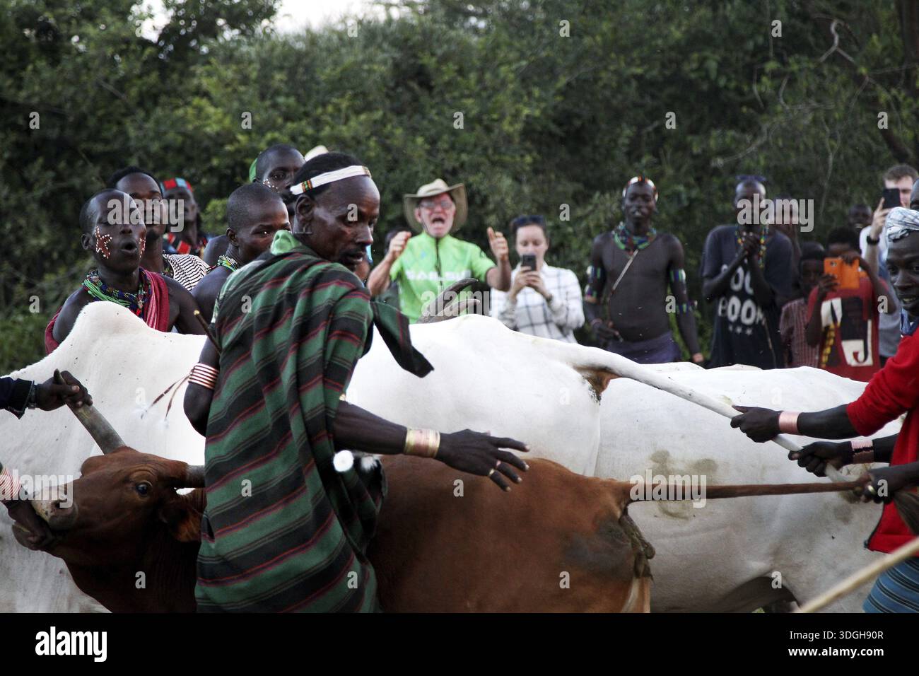 Spectators keep the cattle in place during the initiation ritual, Turmi ...