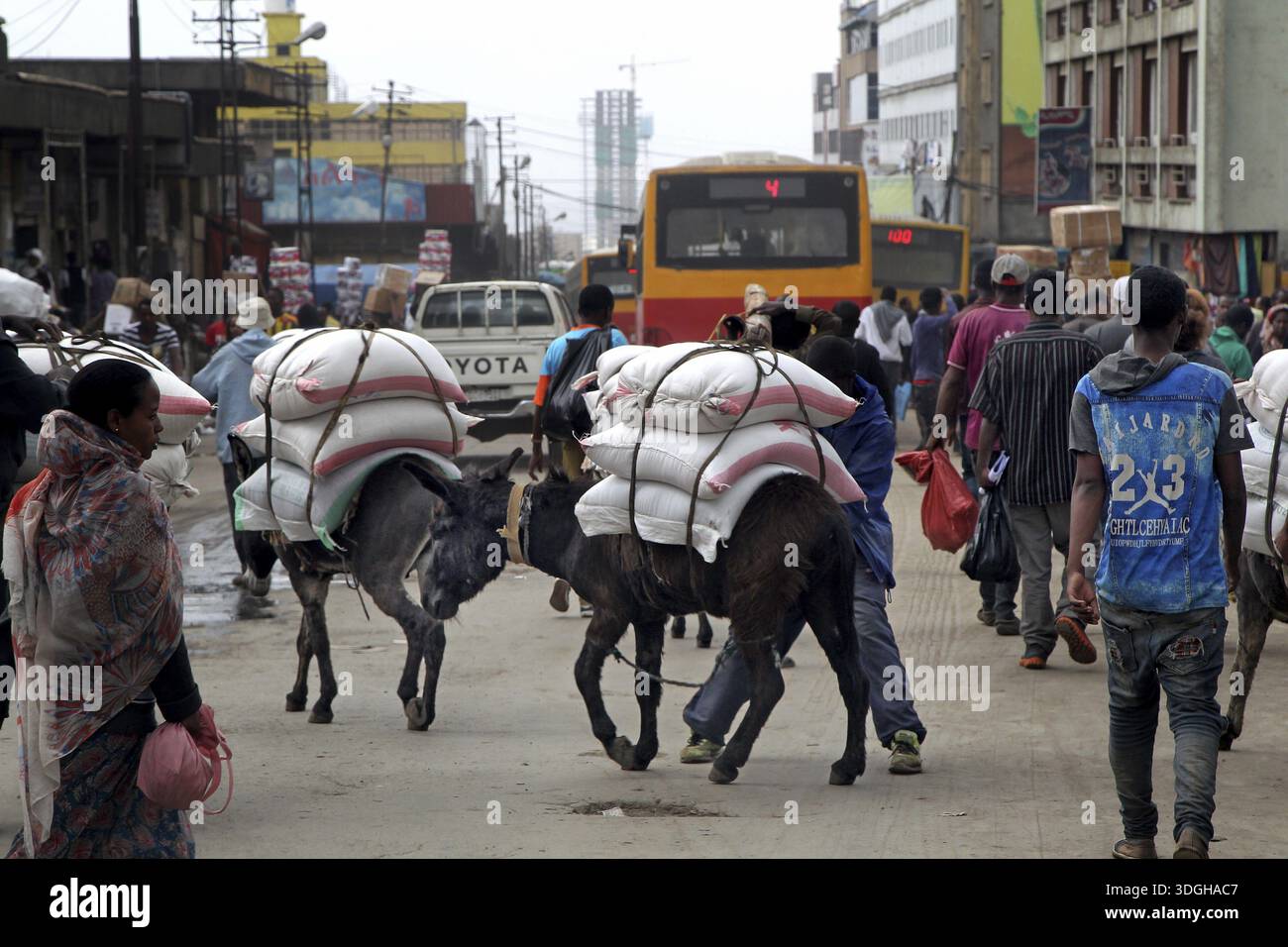 Street scene with loaded donkeys and passing vehicles in the city ...