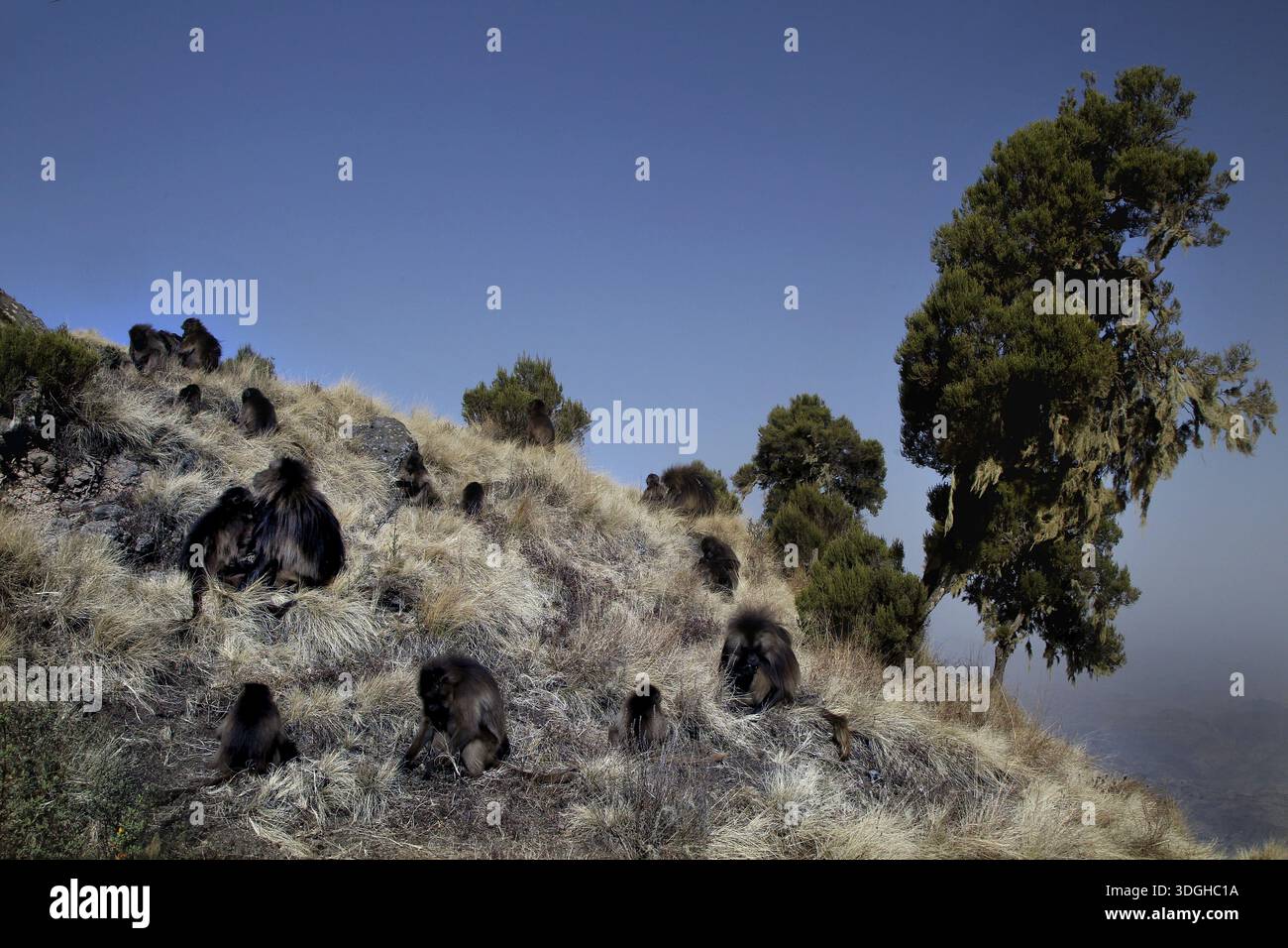 Primate air field hi-res stock photography and images - Alamy