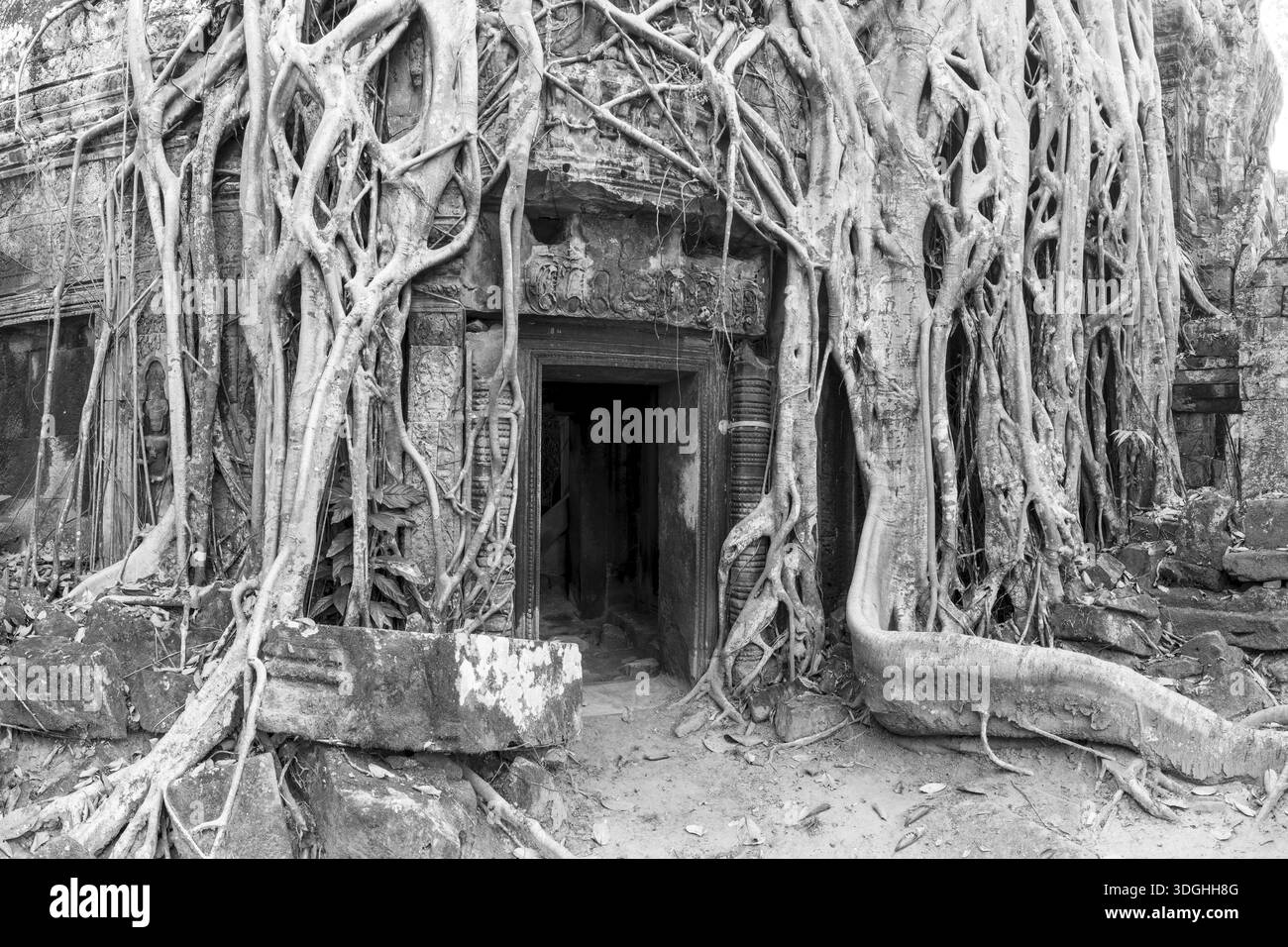 Tetrameles tetrameles nudiflora Black and White Stock Photos & Images ...