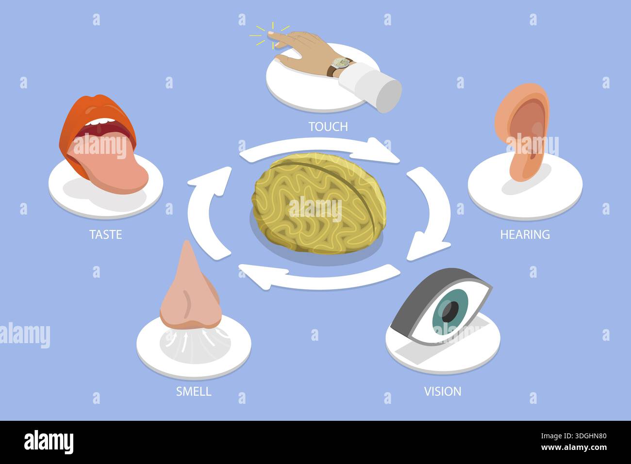 3D Isometric Flat Vector Illustration of Five Senses, Representing ...