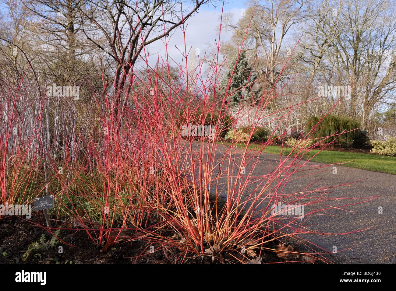 Red and orange Cornus sanguinea, dogwood, ‘Anny's Winter Orange’ Stock ...