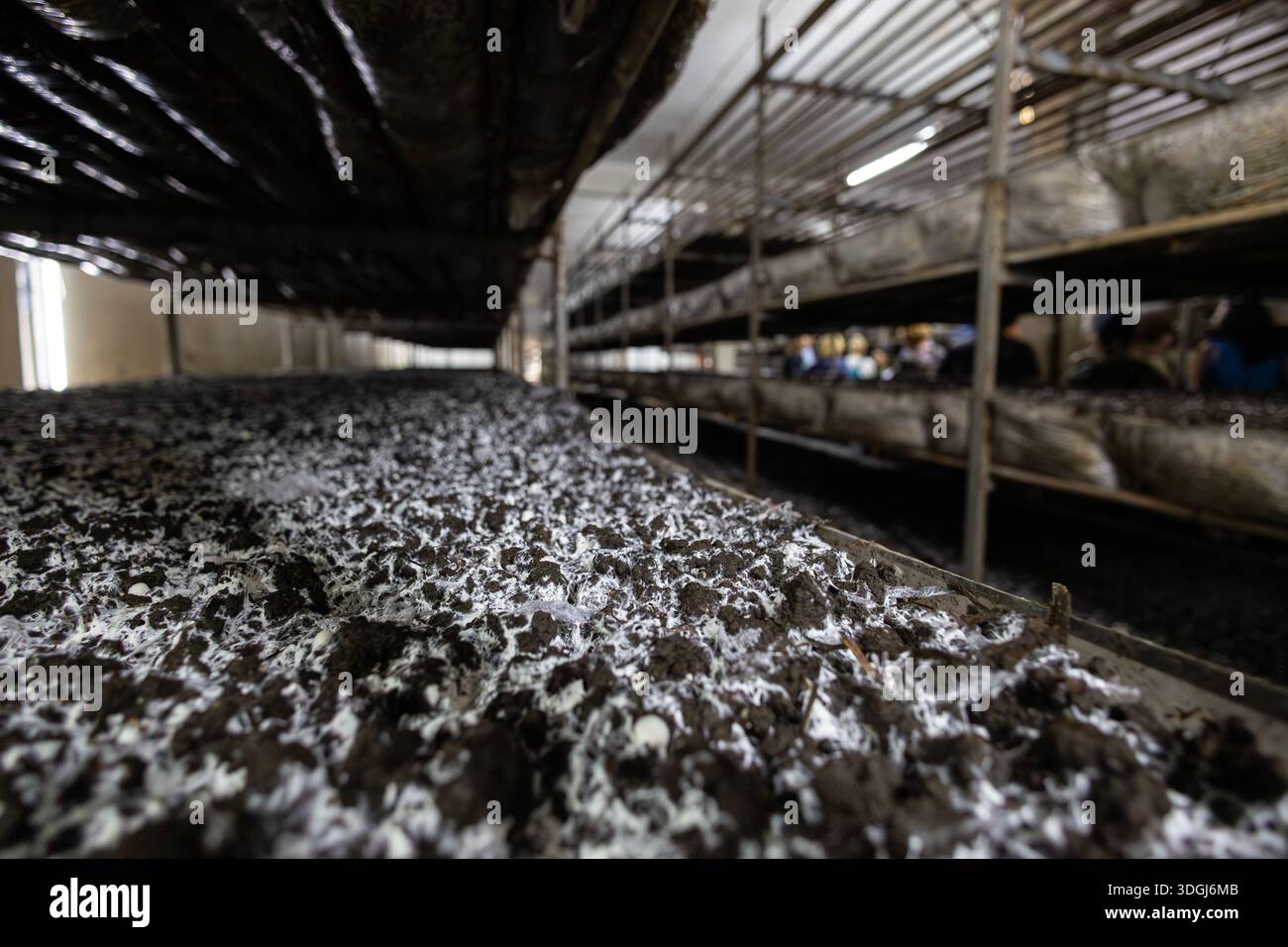 Compost substrate with visible mycelium growth, the initial stage of ...