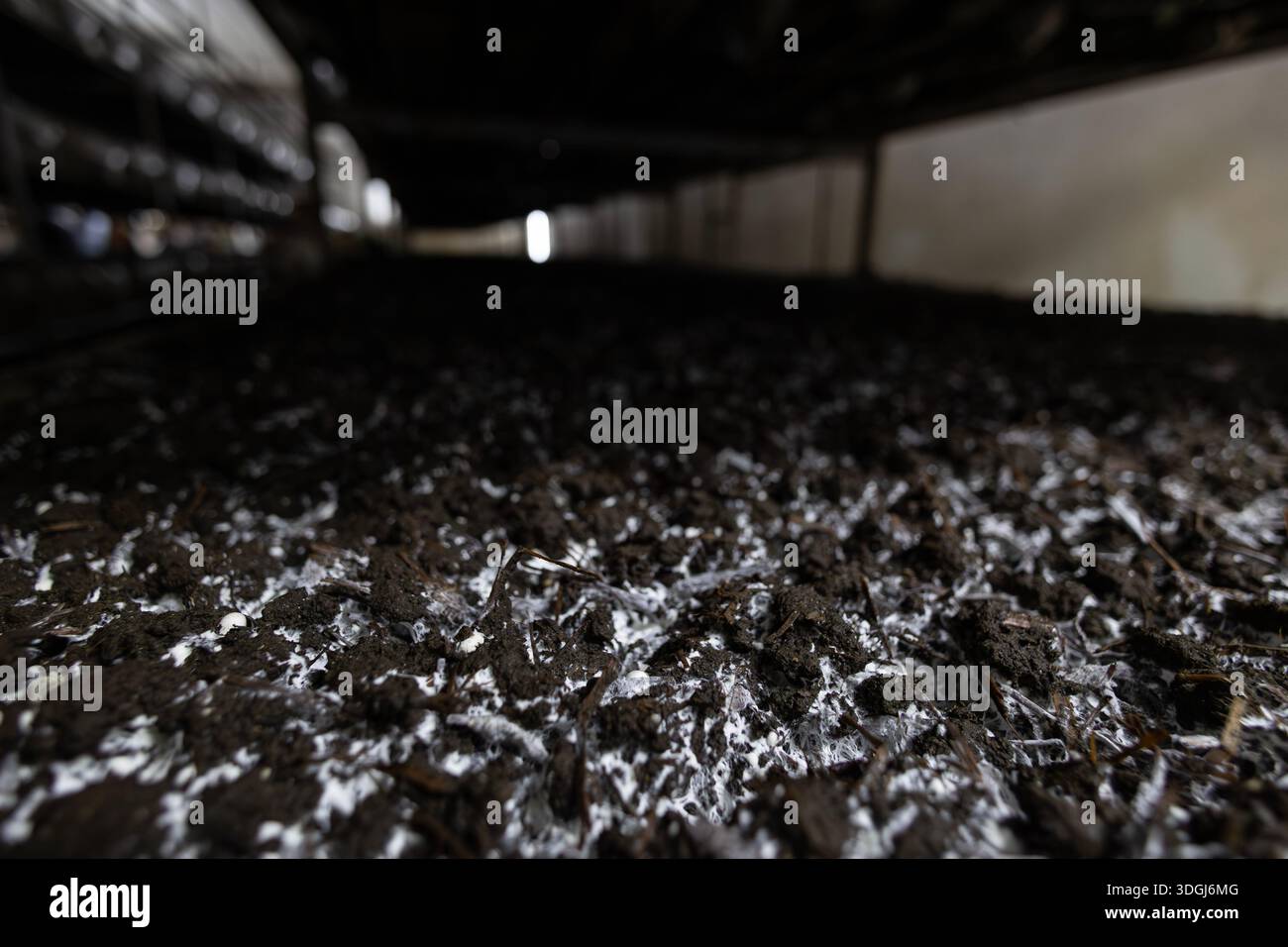 Compost substrate with visible mycelium growth, the initial stage of ...
