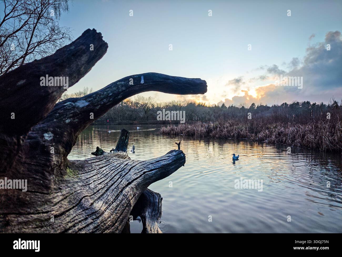 Newton Abbot, UK. 17th Jan, 2026. A look around Stover Country Park in ...