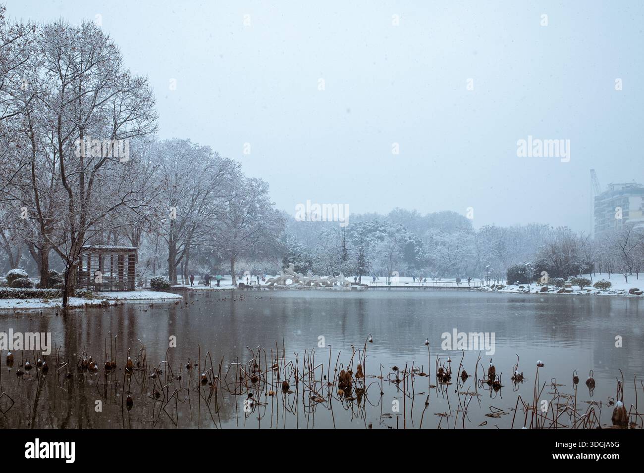 Gloomy view withered tree hi-res stock photography and images - Alamy