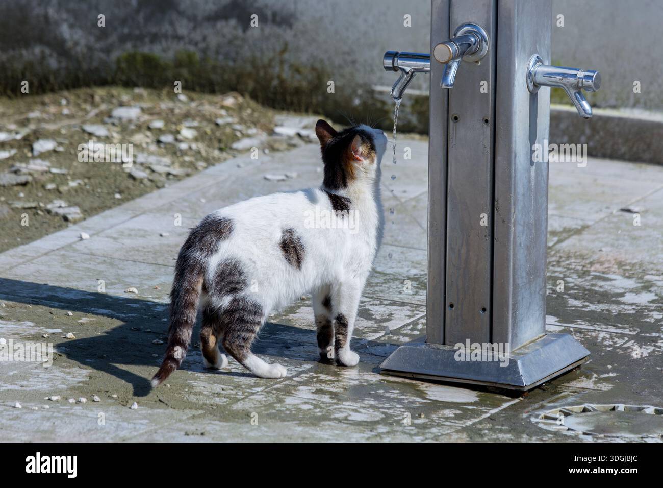 Scarcity adaptation hi-res stock photography and images - Alamy