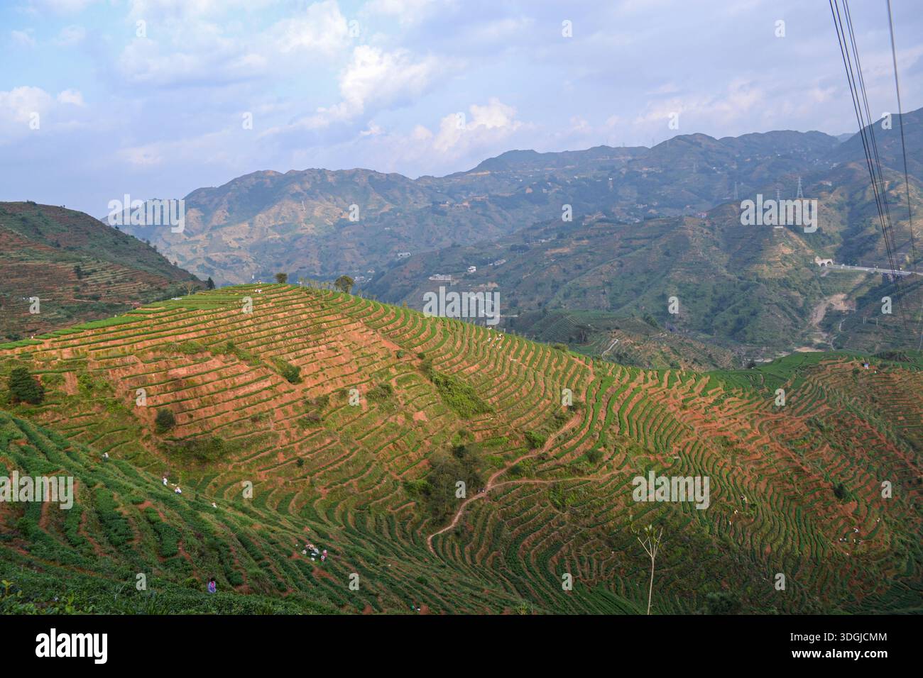 Featuring distinct rows hi-res stock photography and images - Alamy