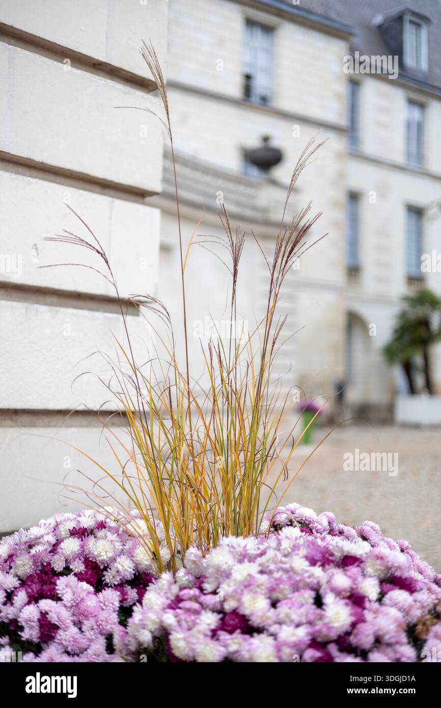 An elegant autumn floral display in a classic garden planter. Bicolor ...