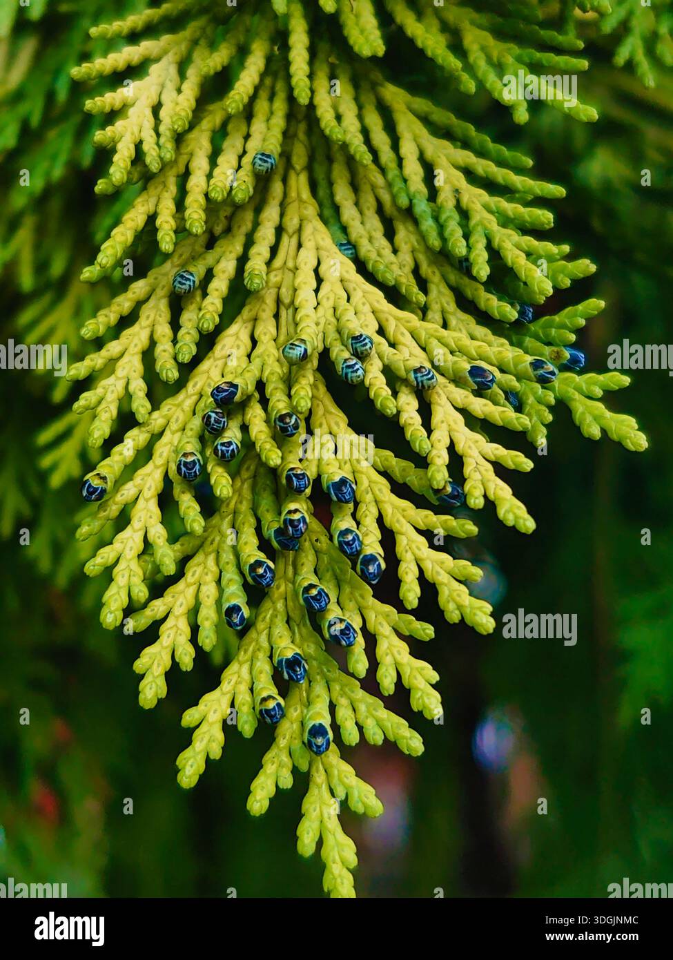 Leafy texture macro nature hi-res stock photography and images - Alamy