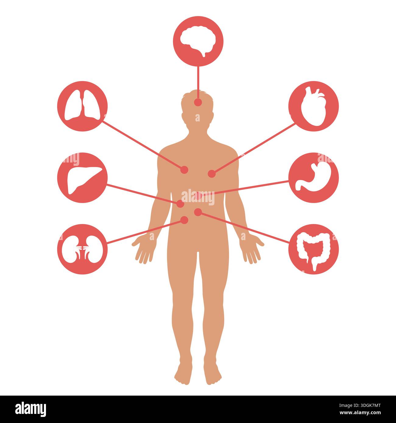 Medical organs training Stock Vector Images - Alamy