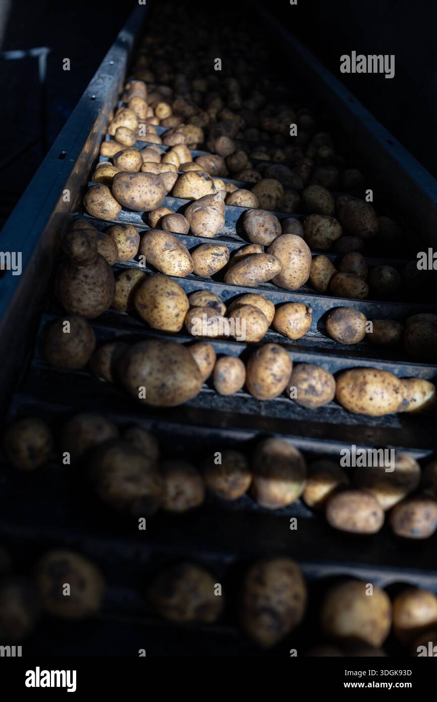 Pre-washed potatoes move on a complex system of industrial conveyor ...