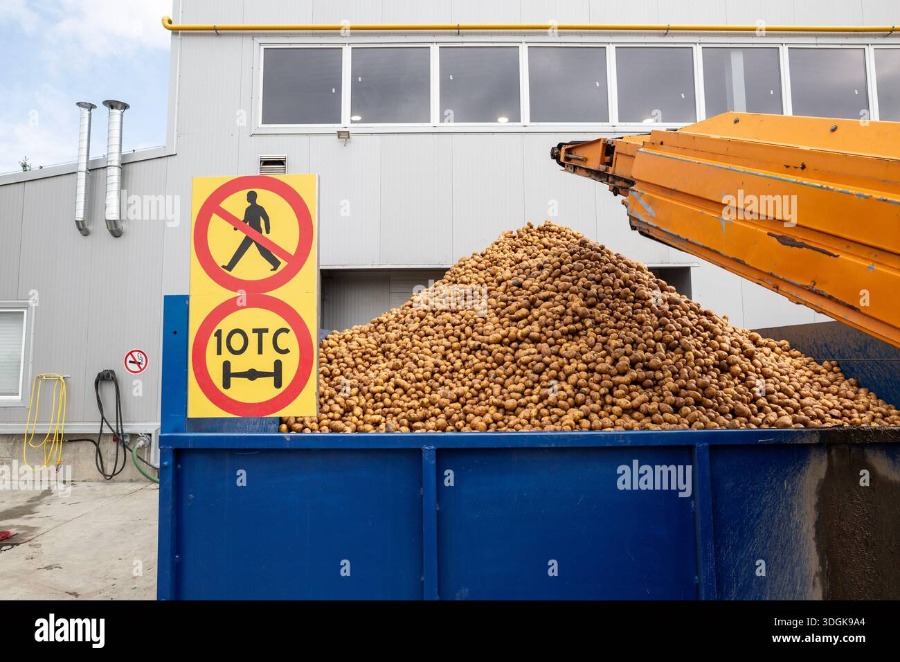 An industrial conveyor unloads pre-washed potatoes, a raw material for ...