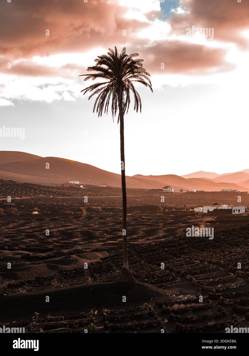 Palm vine pits in hi-res stock photography and images - Alamy