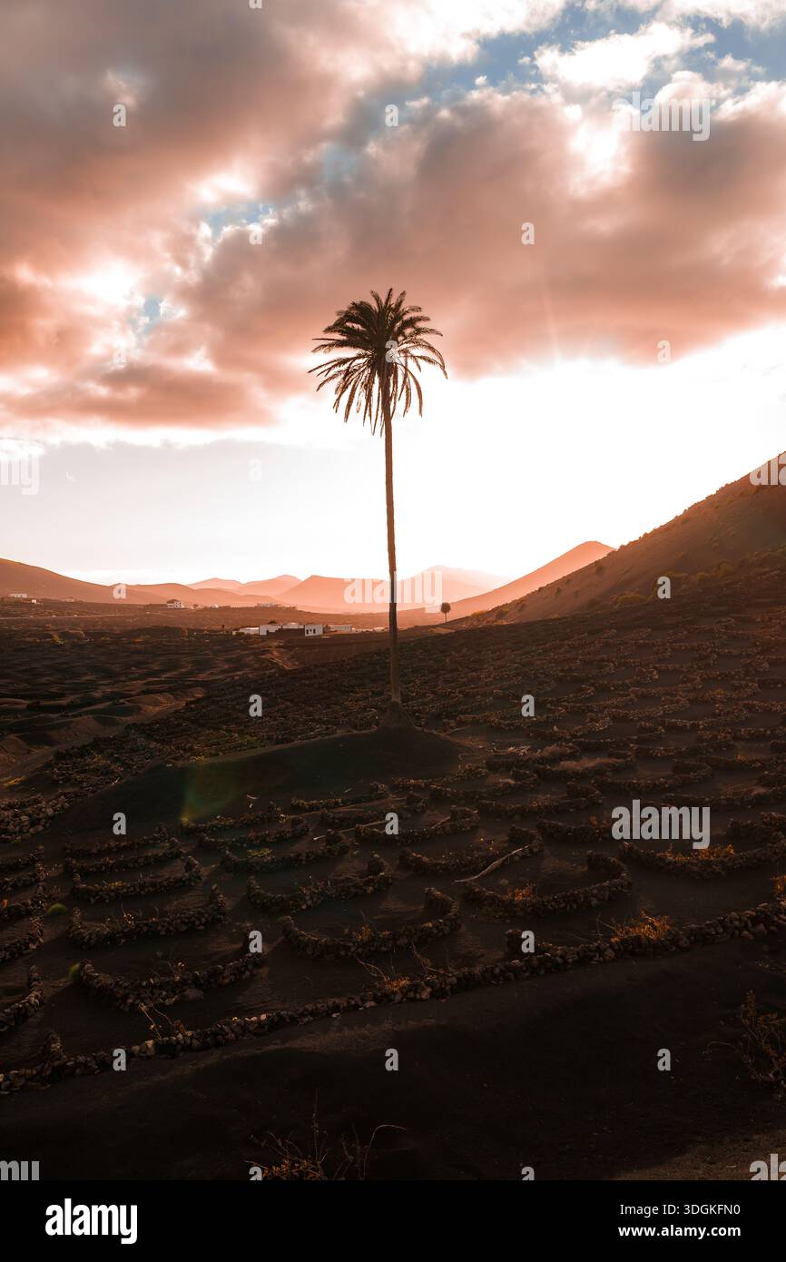 Palm vine pits in hi-res stock photography and images - Alamy