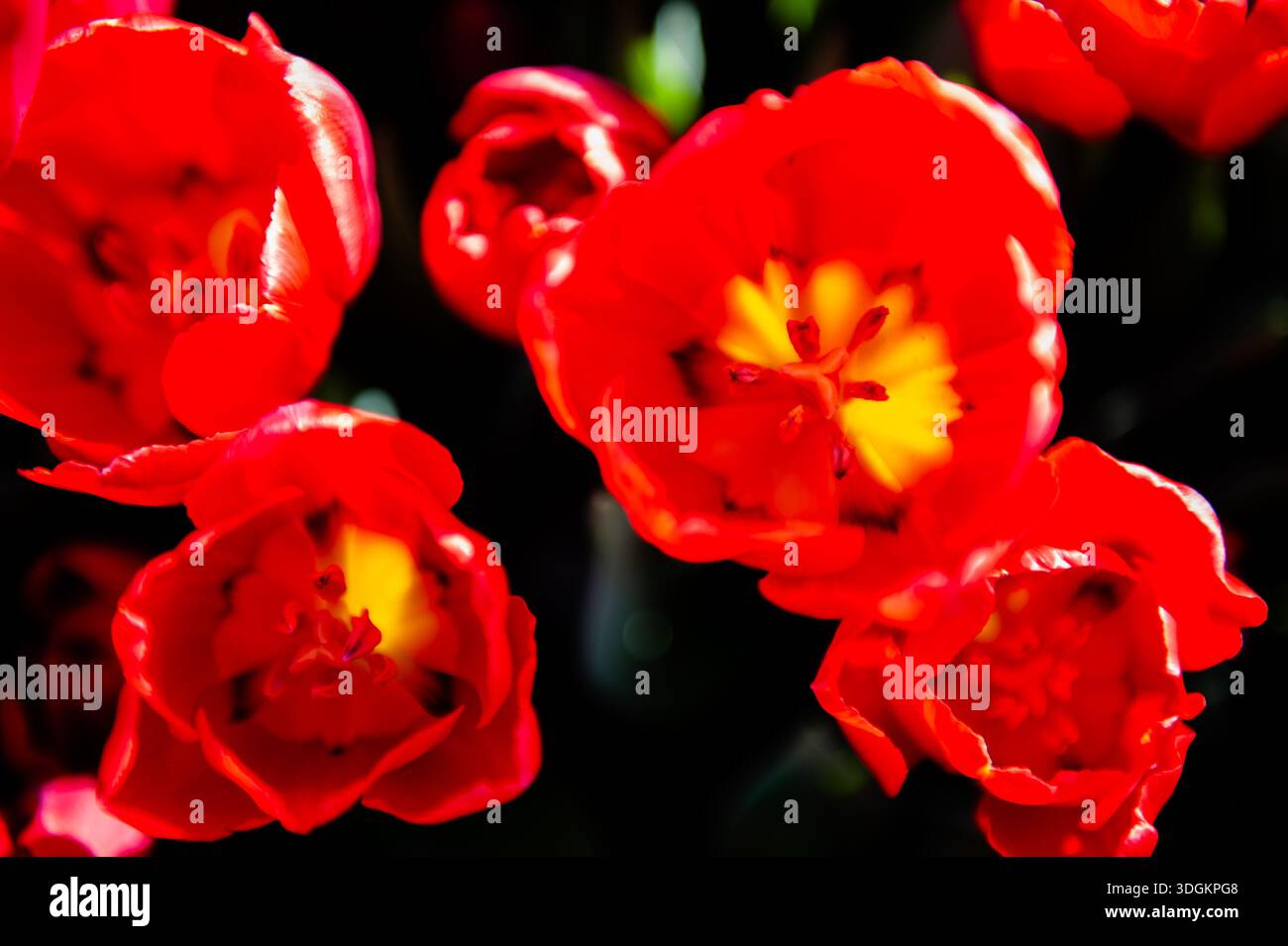 Amsterdam, Netherlands. 17th Jan, 2026. A closer look at red tulips ...