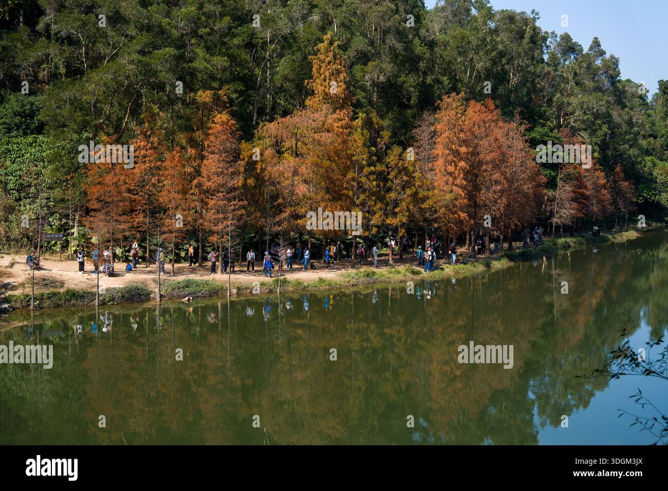 A general view showing tress with yellow, orange, and reddish-brown ...