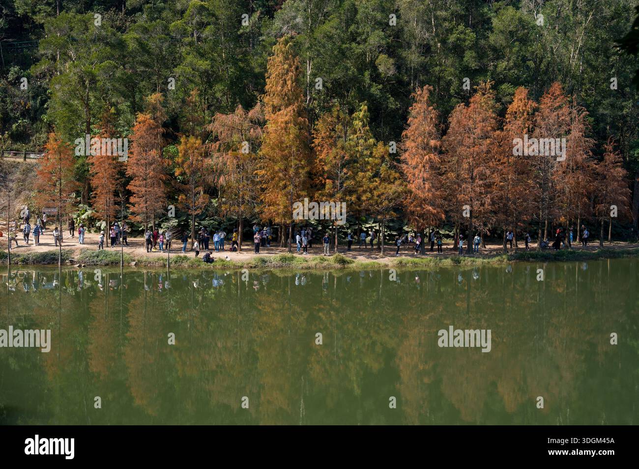 A general view showing tress with yellow, orange, and reddish-brown ...