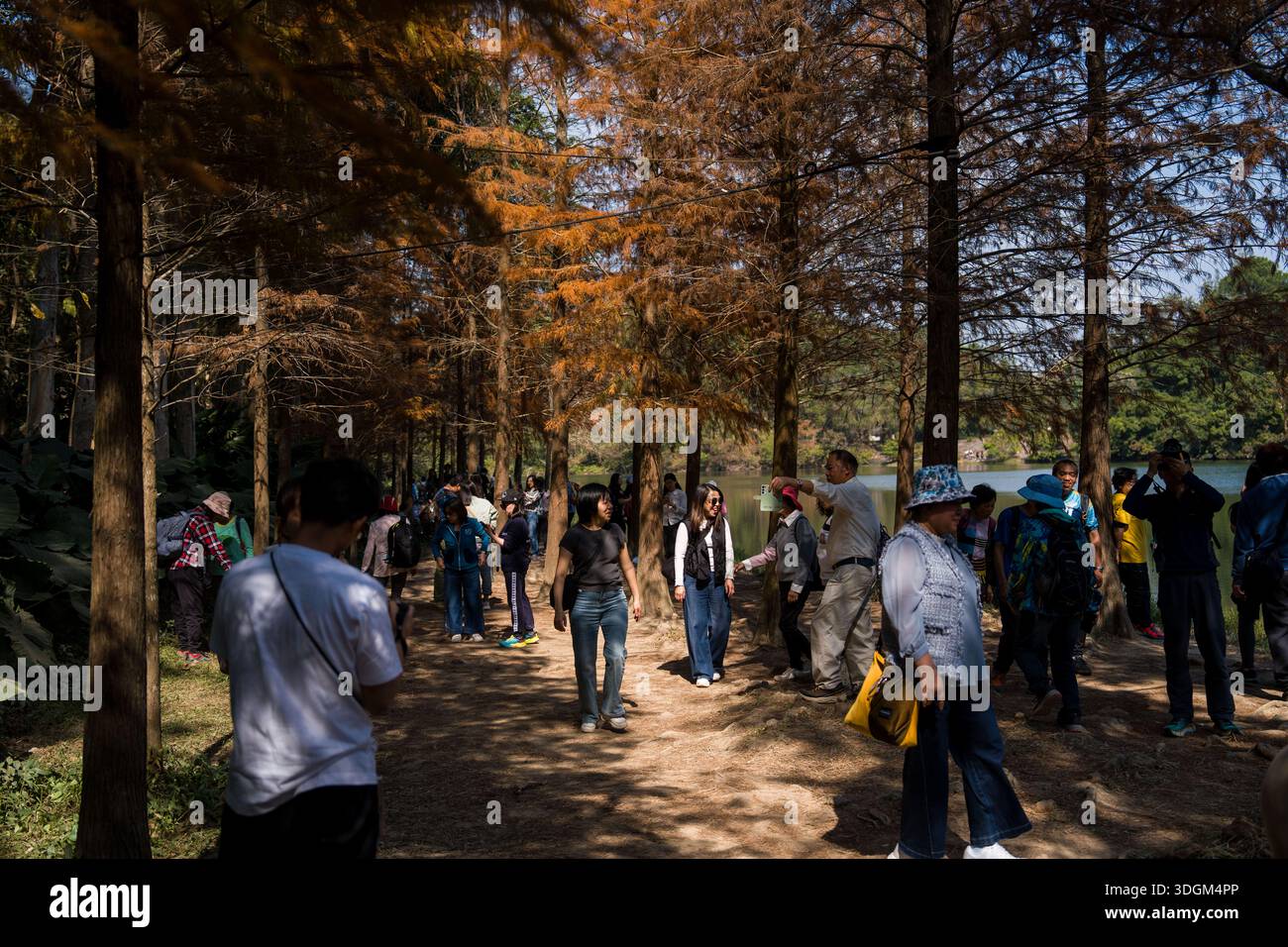 Visitors looking at tress with yellow, orange, and reddish-brown leaves ...