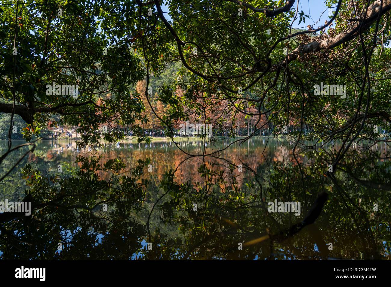 A general view showing tress with yellow, orange, and reddish-brown ...