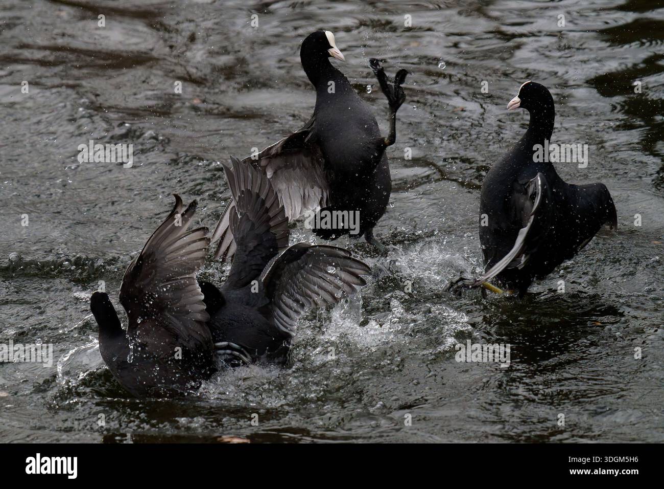 Fighting big foot hi-res stock photography and images - Alamy