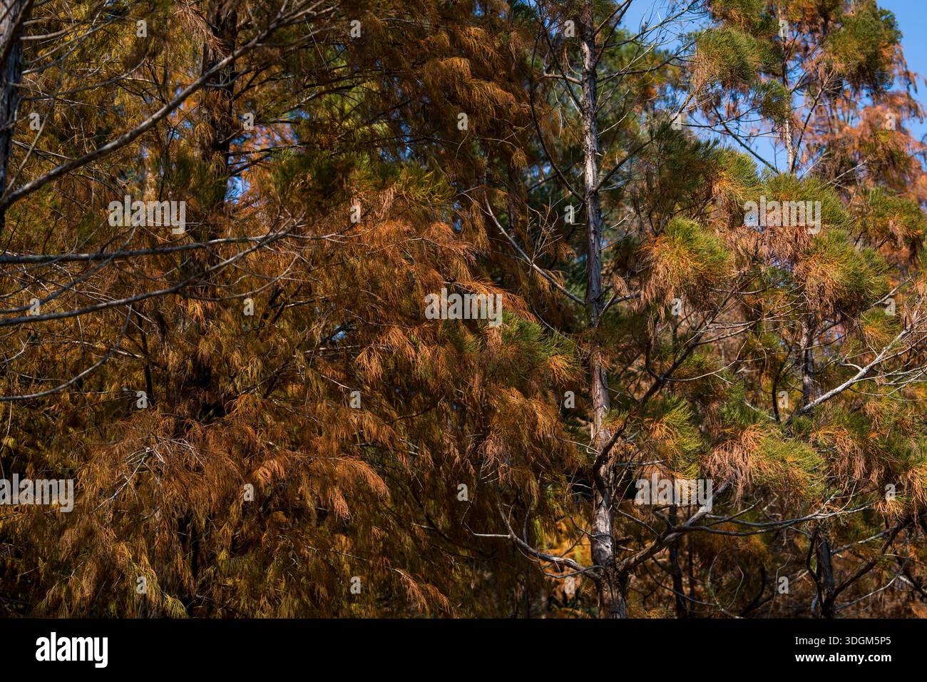 A general view showing tress with yellow, orange, and reddish-brown ...