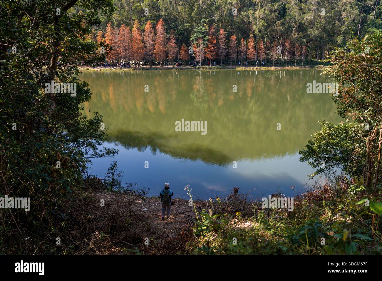 A woman standing on the shore line looking at trees with yellow, orange ...
