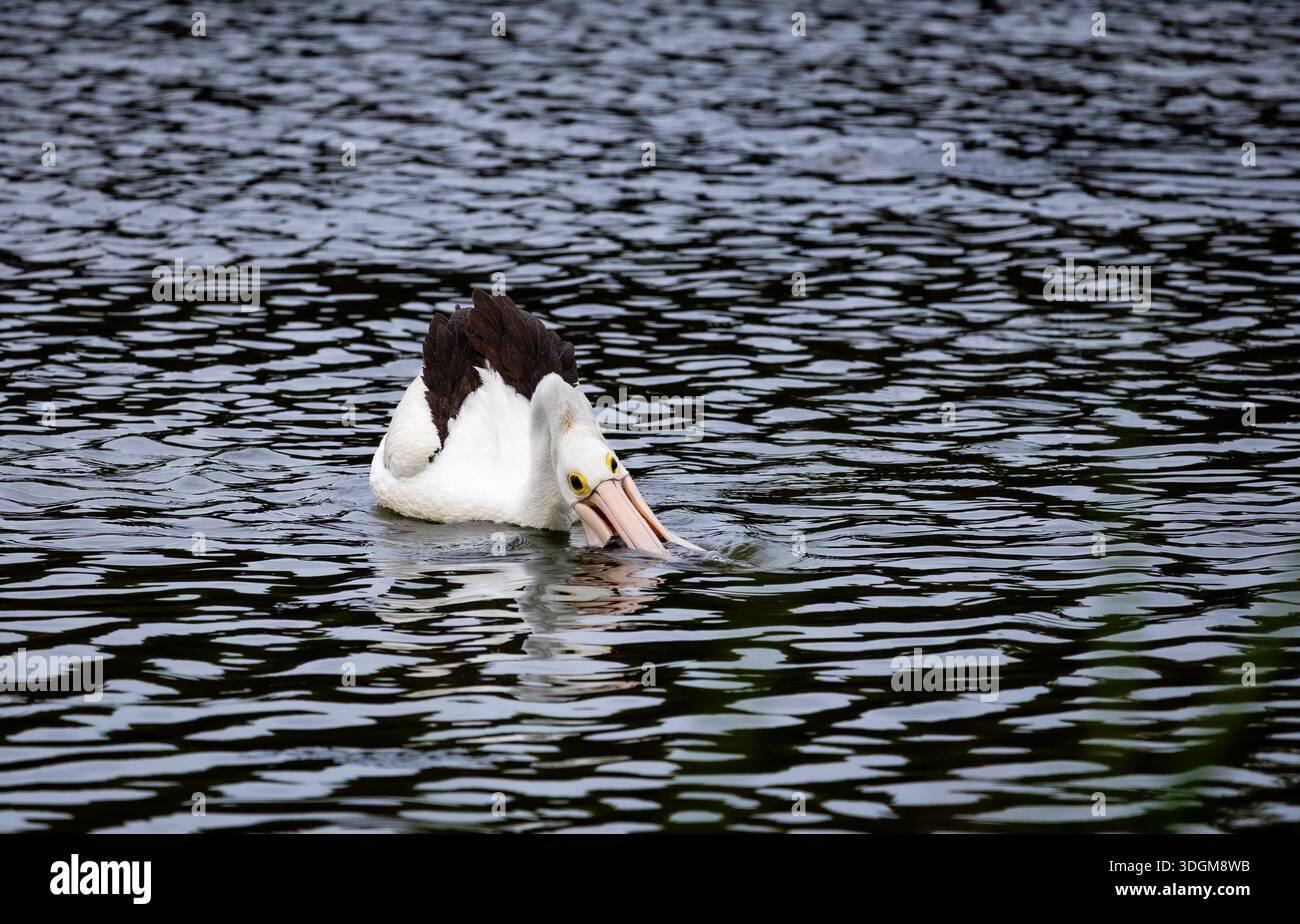 Australian pelican hunting fish hi-res stock photography and images - Alamy