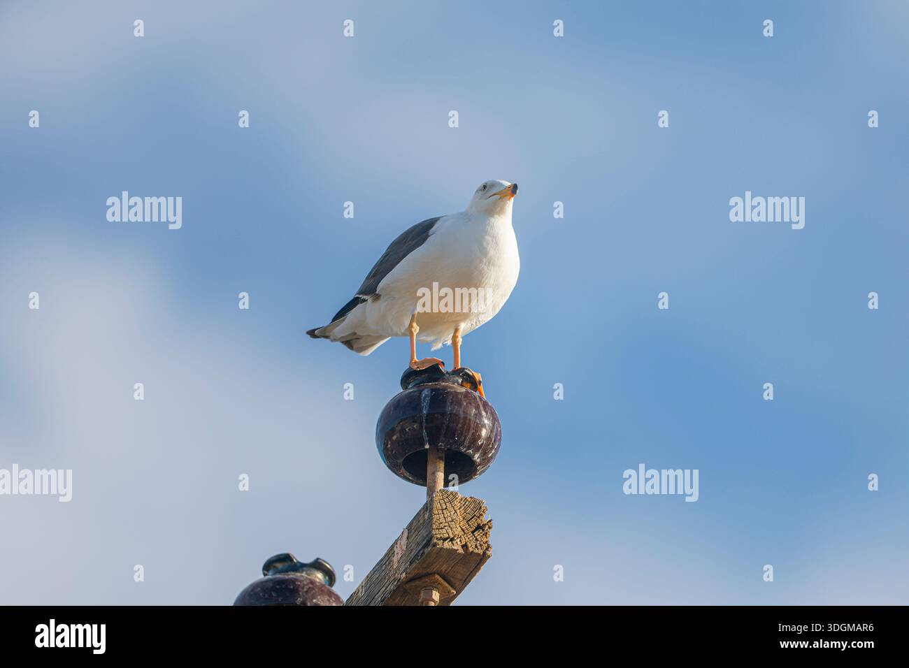 A seagull perches on an electrical insulator, a dark, rounded ceramic ...
