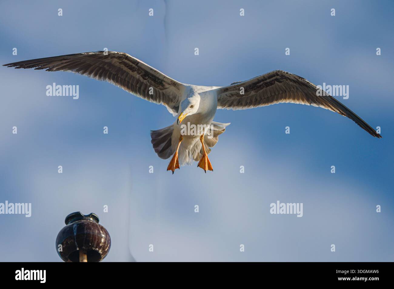 A seagull perches on an electrical insulator, a dark, rounded ceramic ...