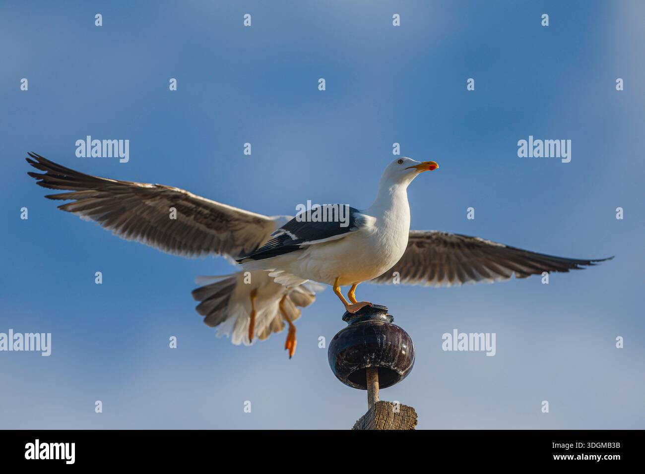 A seagull perches on an electrical insulator, a dark, rounded ceramic ...