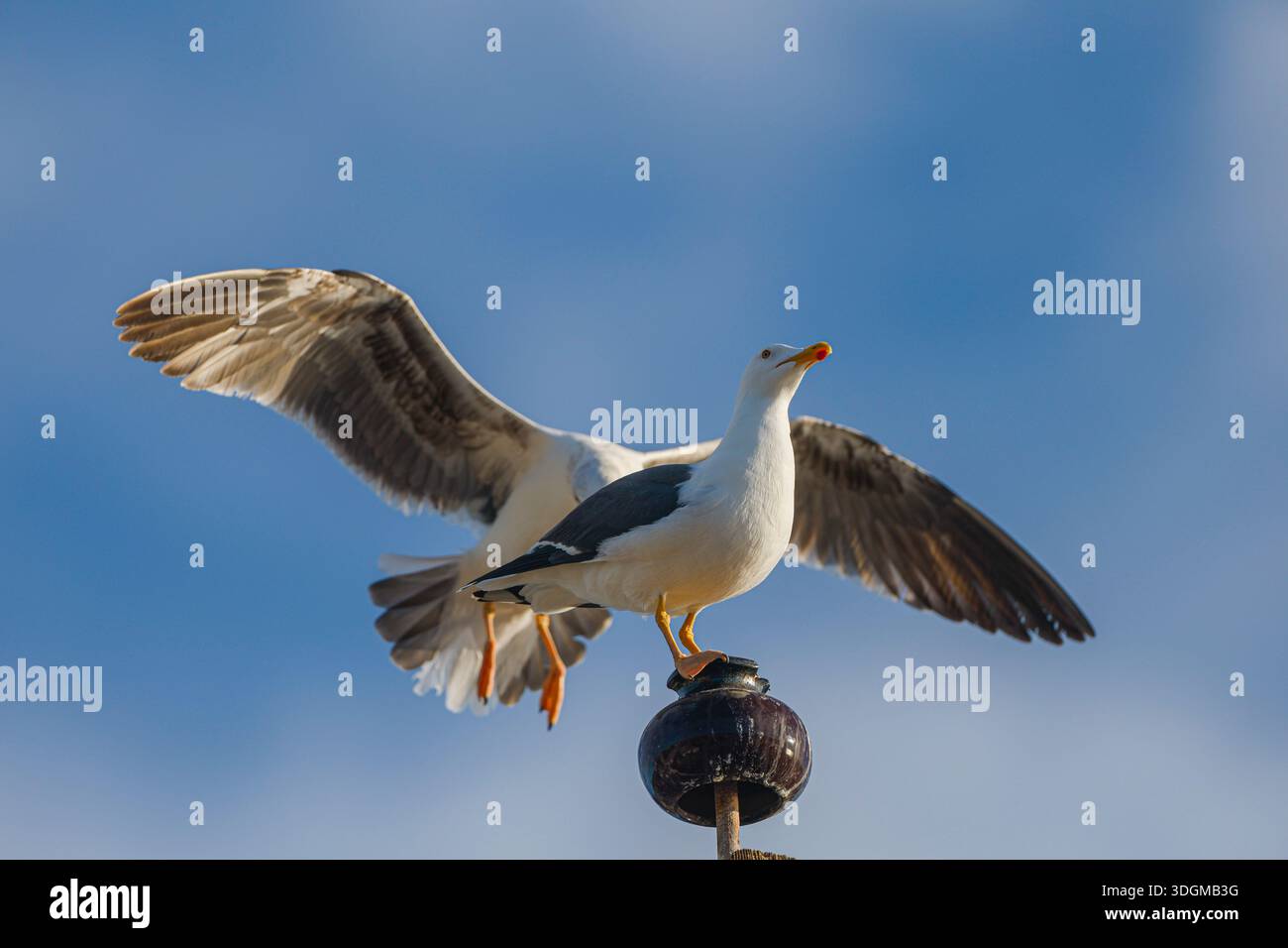 A seagull perches on an electrical insulator, a dark, rounded ceramic ...