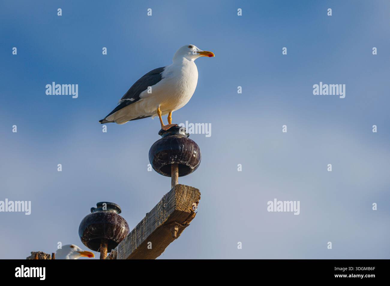 A seagull perches on an electrical insulator, a dark, rounded ceramic ...