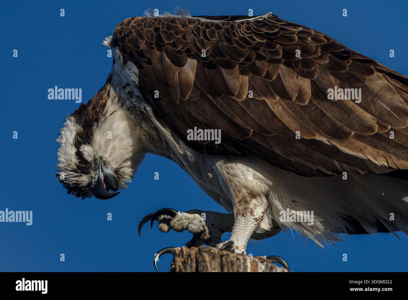 Estructura general hi-res stock photography and images - Alamy