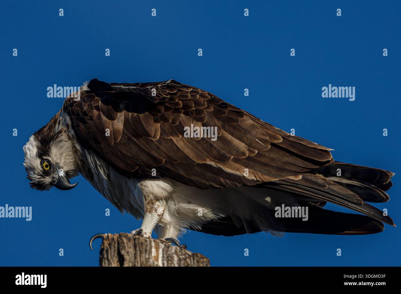 Estructura general hi-res stock photography and images - Alamy