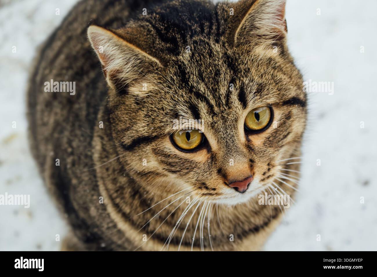 Nice tabby cat sitting on hi-res stock photography and images - Alamy