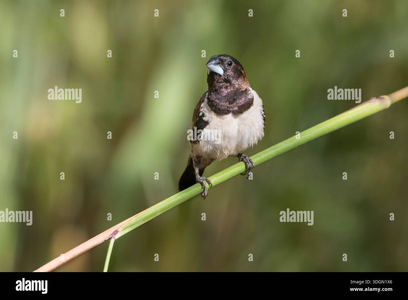 Bronze Mannikin, Tendaba bush camp, Gambia, November 2025 Stock Photo ...